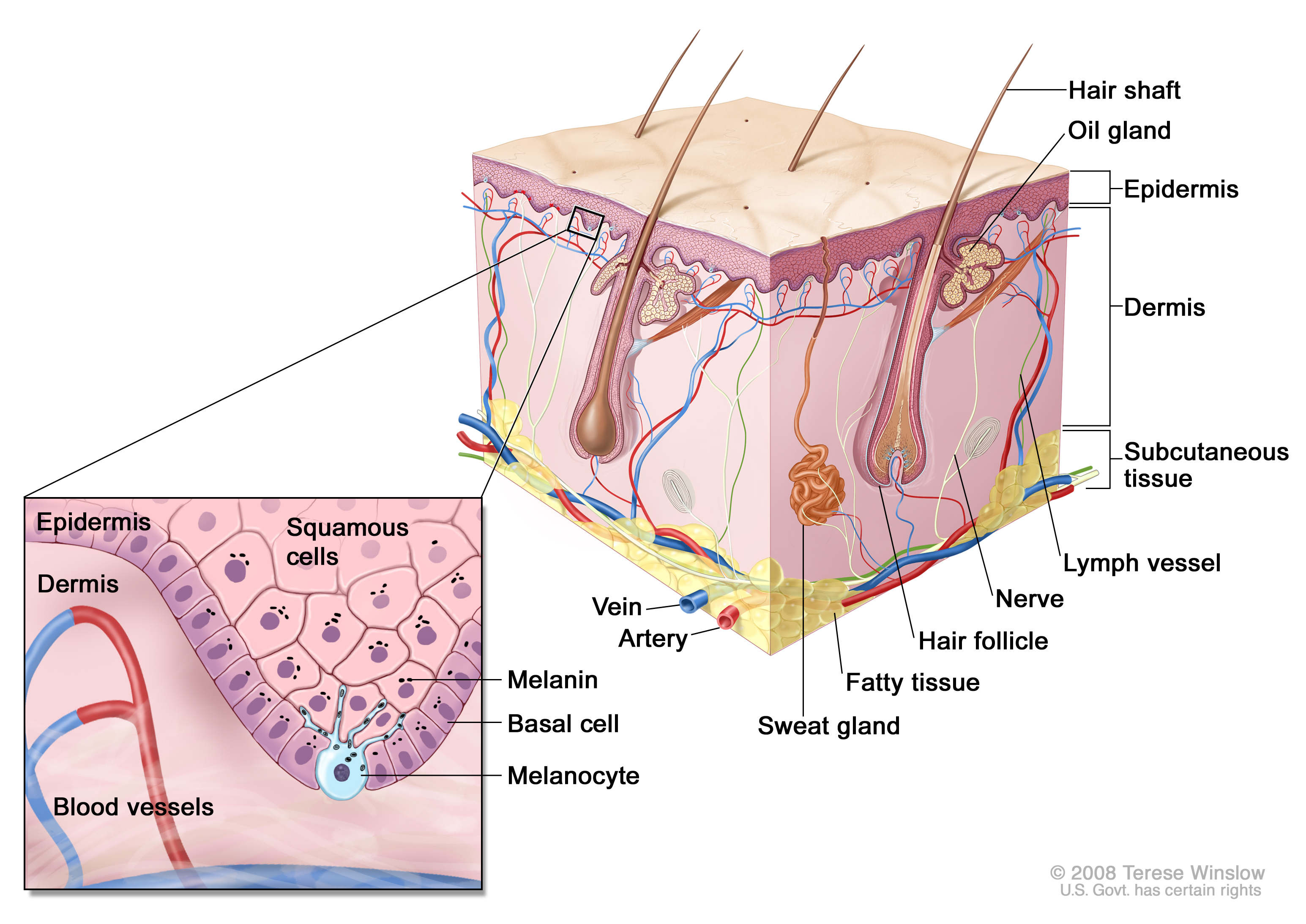 Skin Cancer Prevention PDQ Cure Today Skin Cancer Prevention PDQ Cure Today