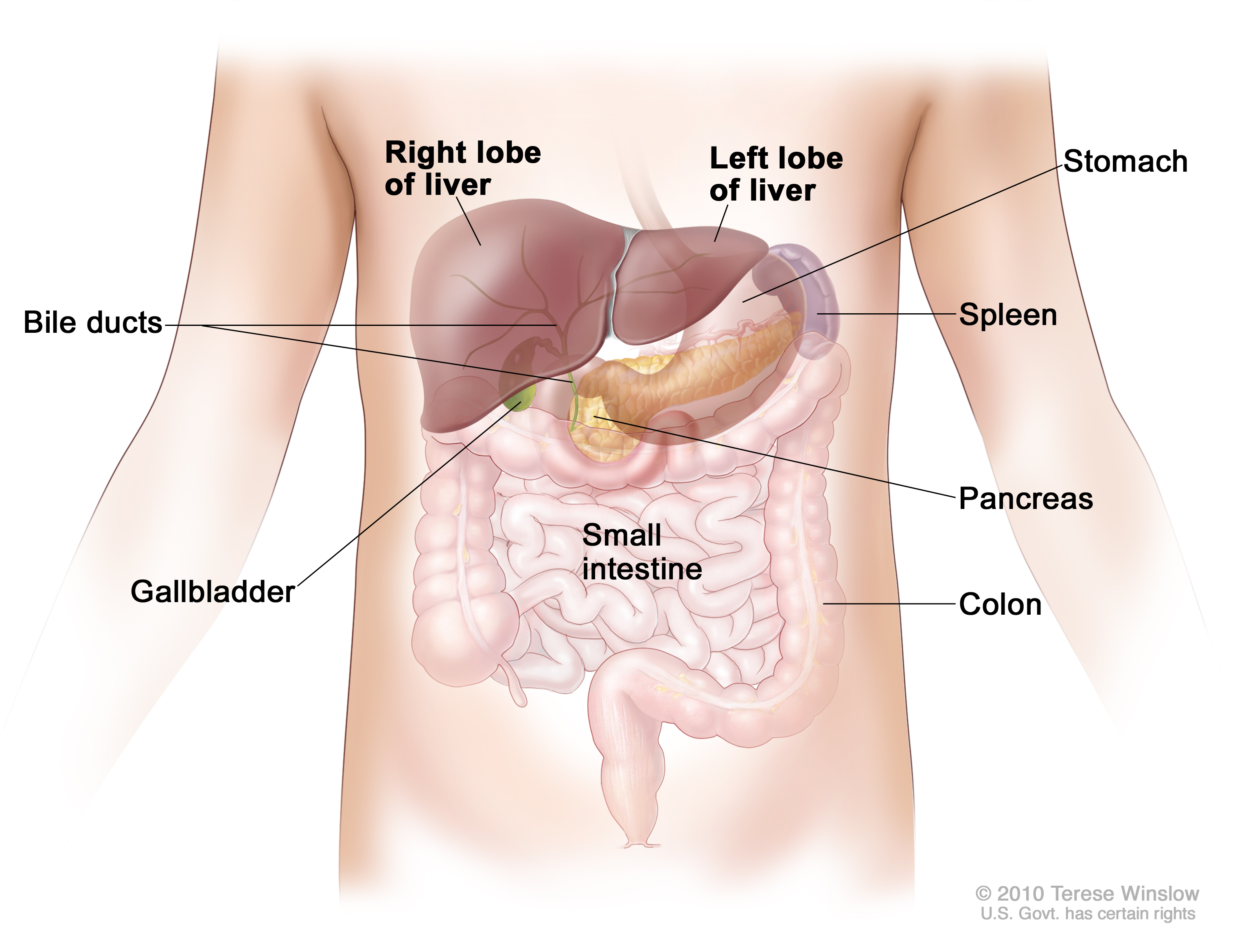Childhood Liver Cancer Treatment PDQ Cure Today