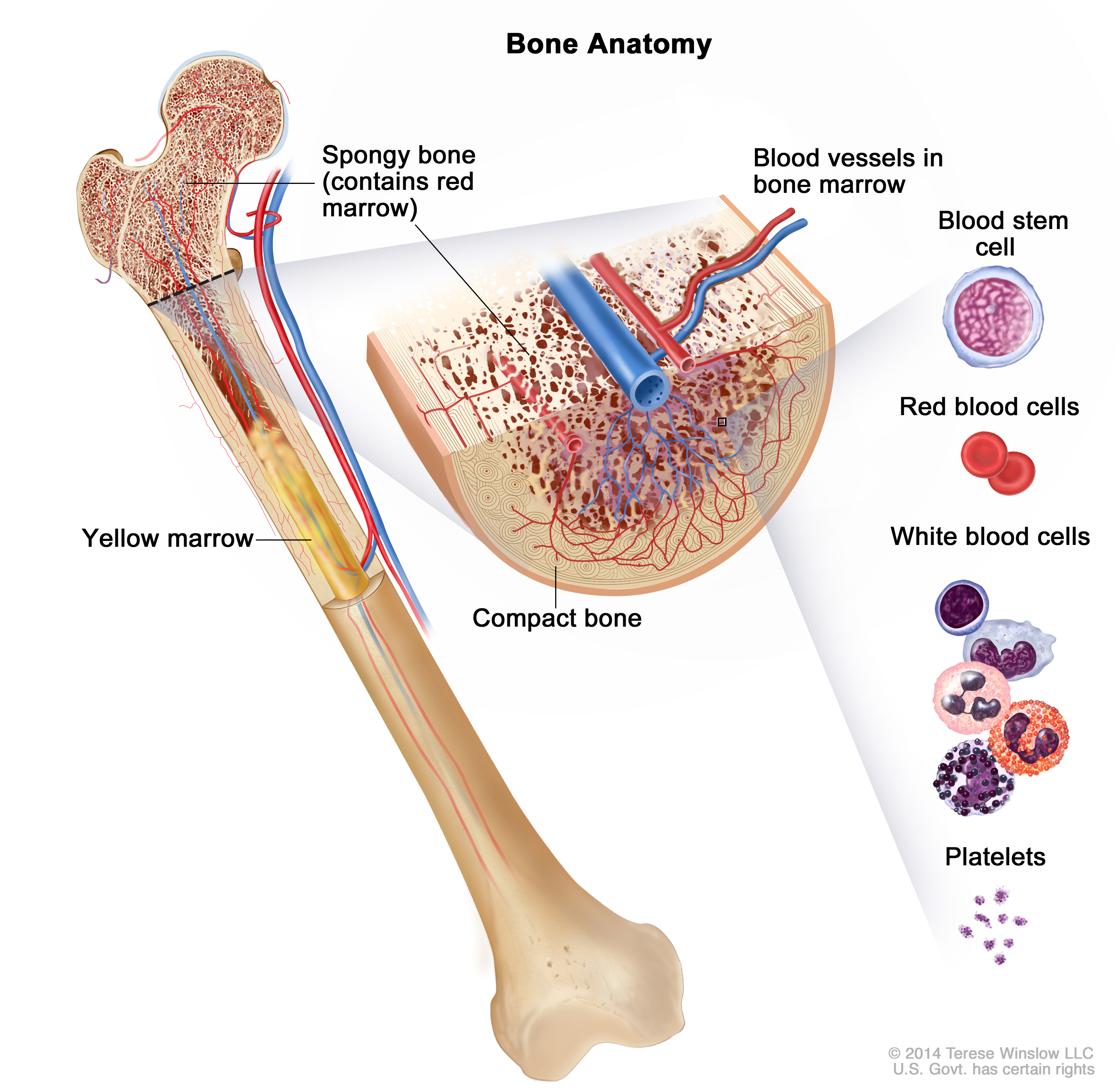 Hairy Cell Leukemia Treatment PDQ Cure Today